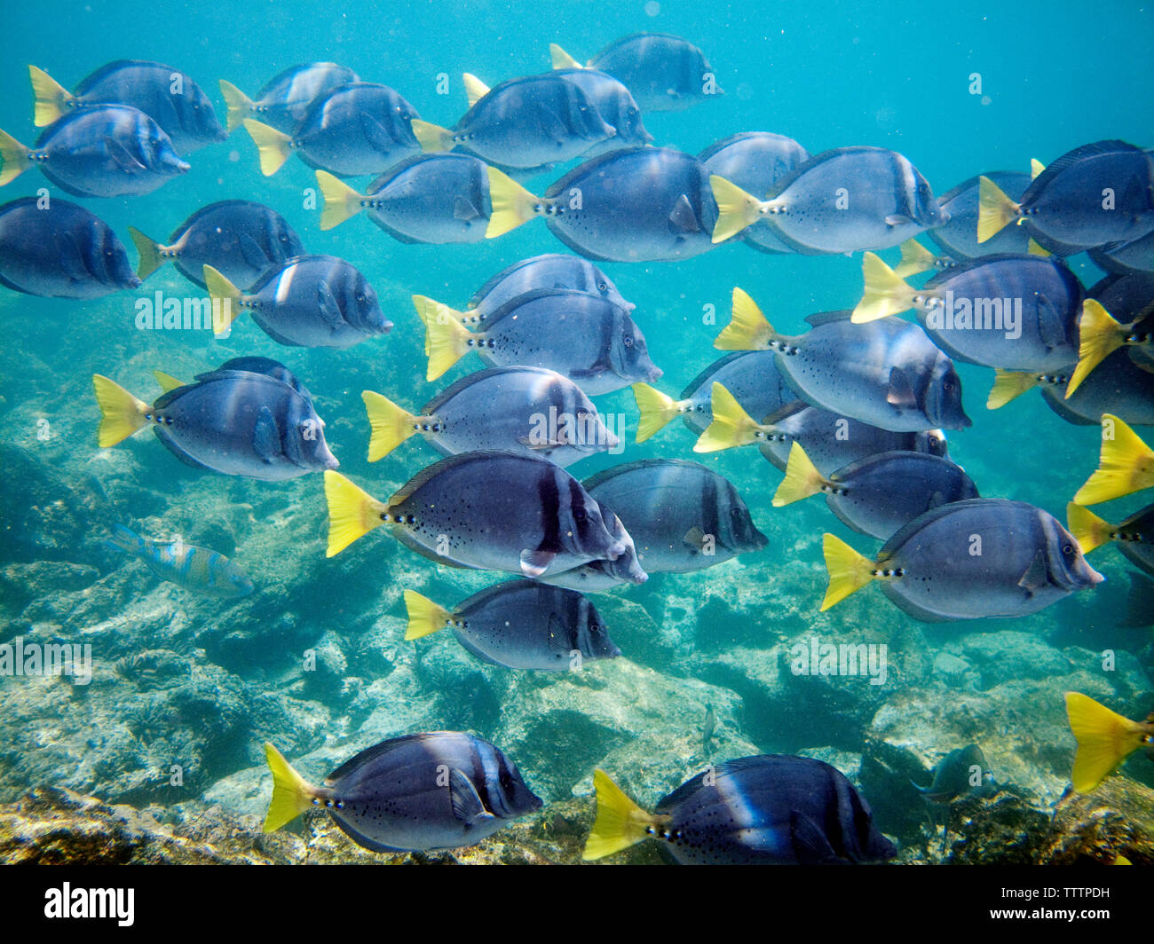 Yellowtail Surgeonfishes swimming undersea Stock Photo - Alamy