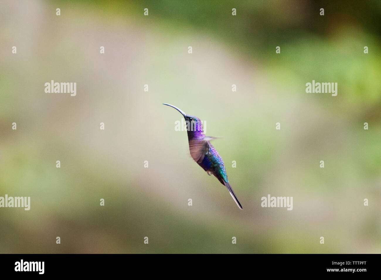 Side view of hummingbird hi-res stock photography and images - Alamy