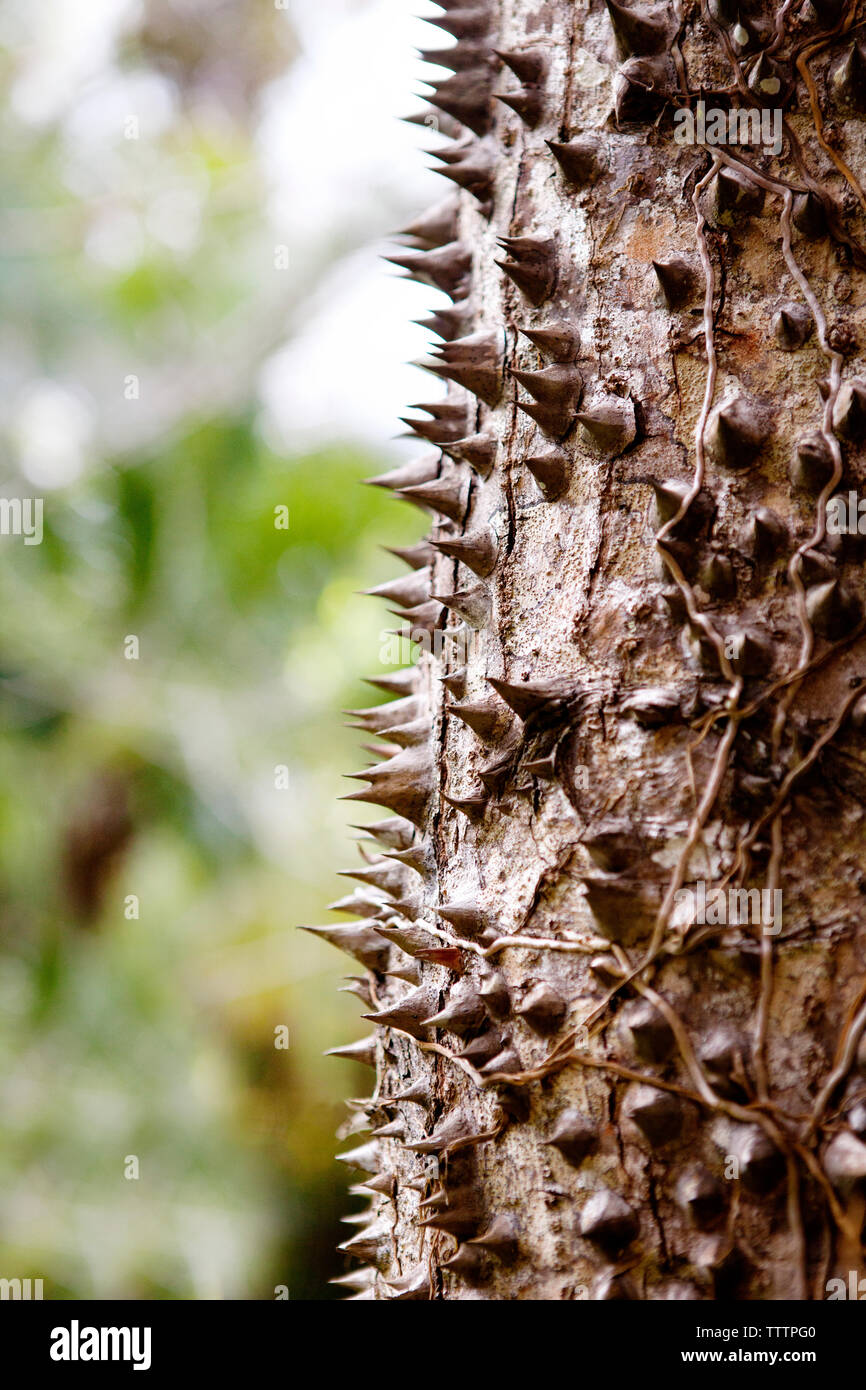 Thorny tree trunk hi-res stock photography and images - Alamy