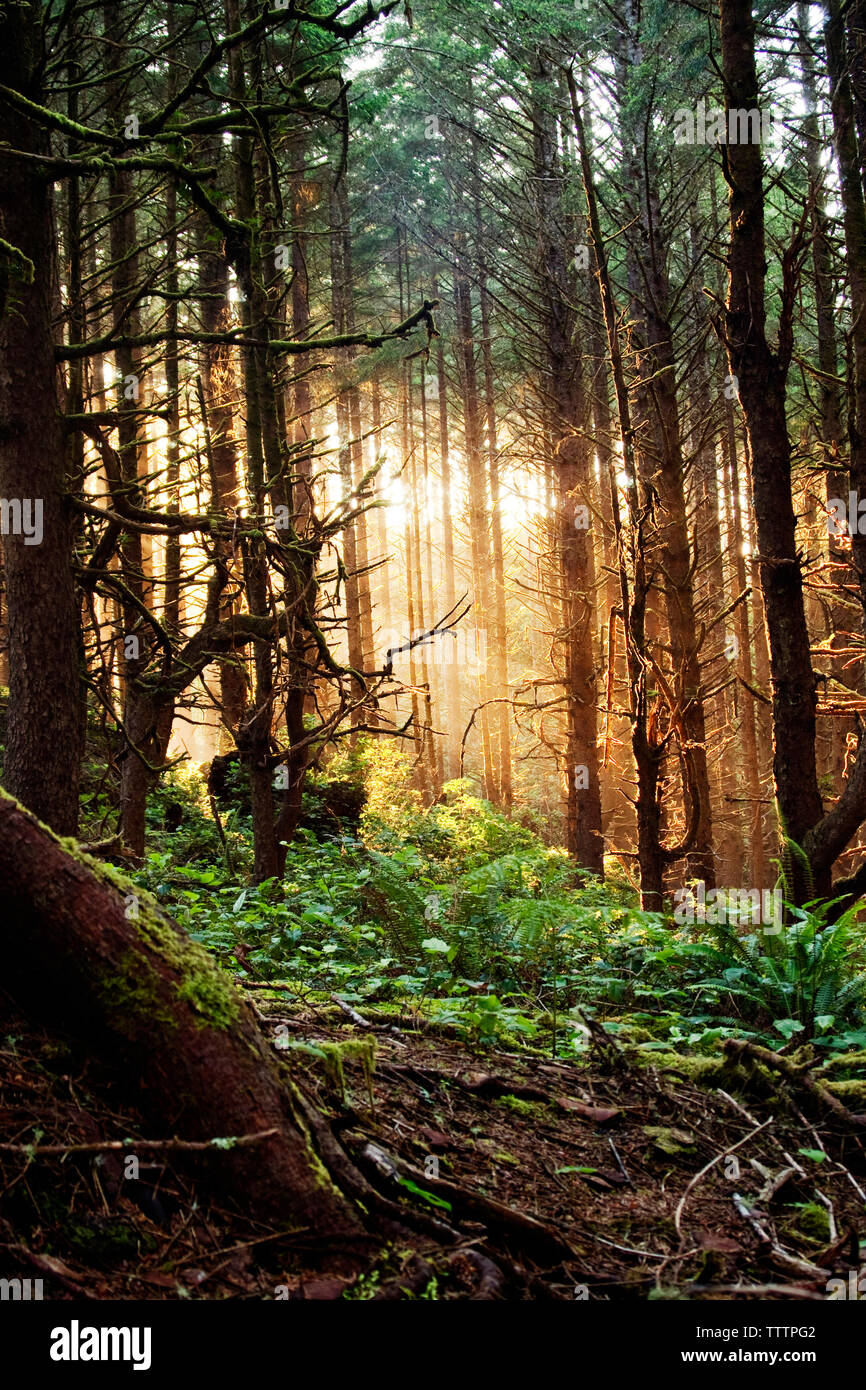 Tall Trees New Forest High Resolution Stock Photography and Images - Alamy