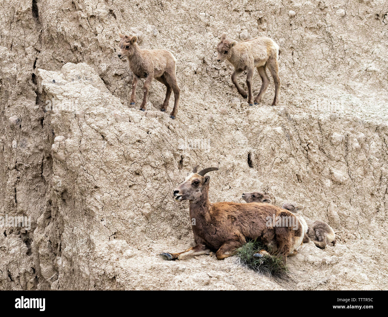 Female of bighorn sheep (Ovis canadensis) with two lambs at the cliff ...