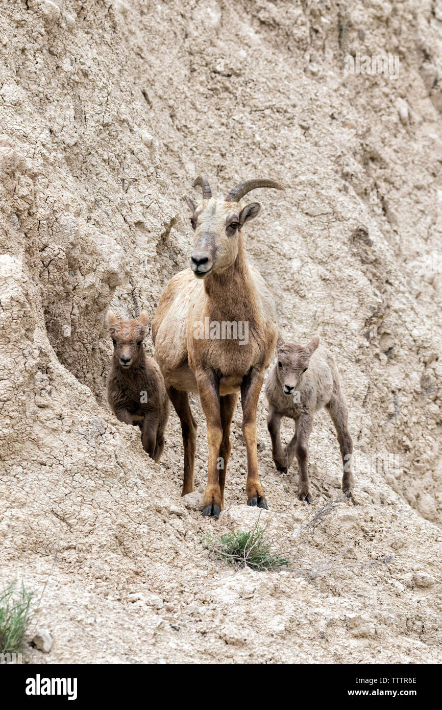 Female desert bighorn sheep ovis canadensis hi-res stock photography ...