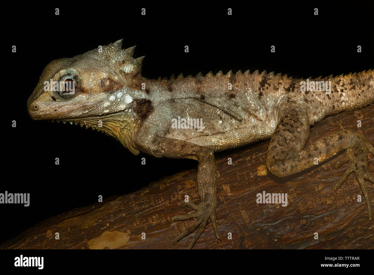 Boyd's forest dragon (Hypsilurus boydii) on the black background Stock ...