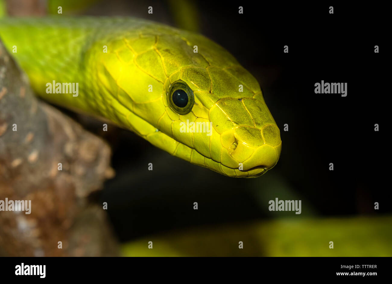 The eastern green mamba (Dendroaspis angusticeps) close up Stock Photo ...