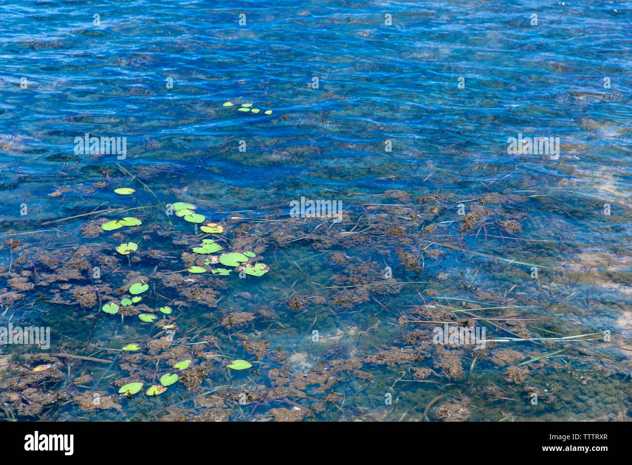 The blue water in the lake sees the ground and algae Stock Photo - Alamy