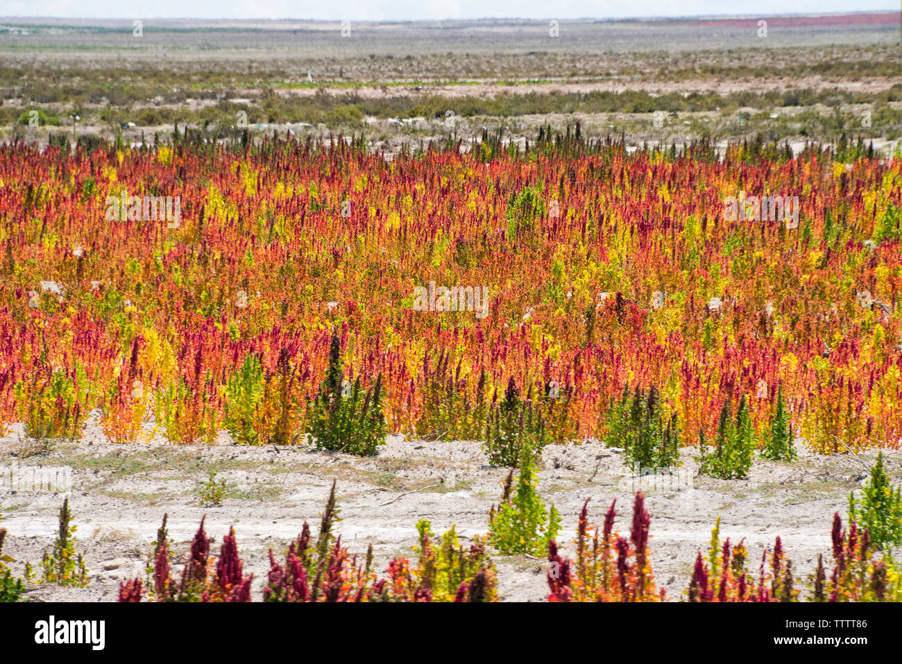 Quinoa plant hi-res stock photography and images - Alamy