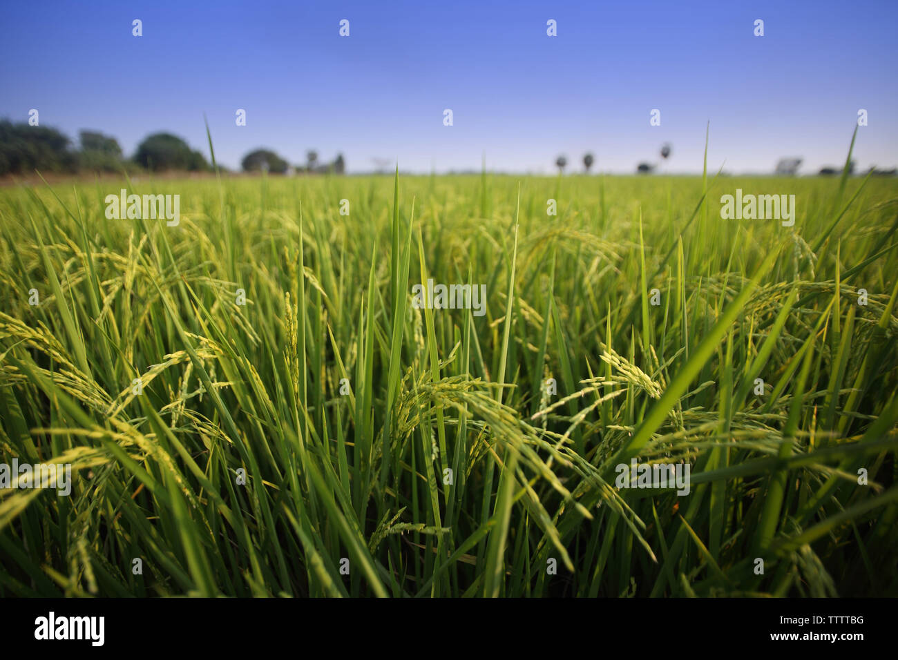 close up ripped rice seed. gold yellow color rice in a wet paddy ...