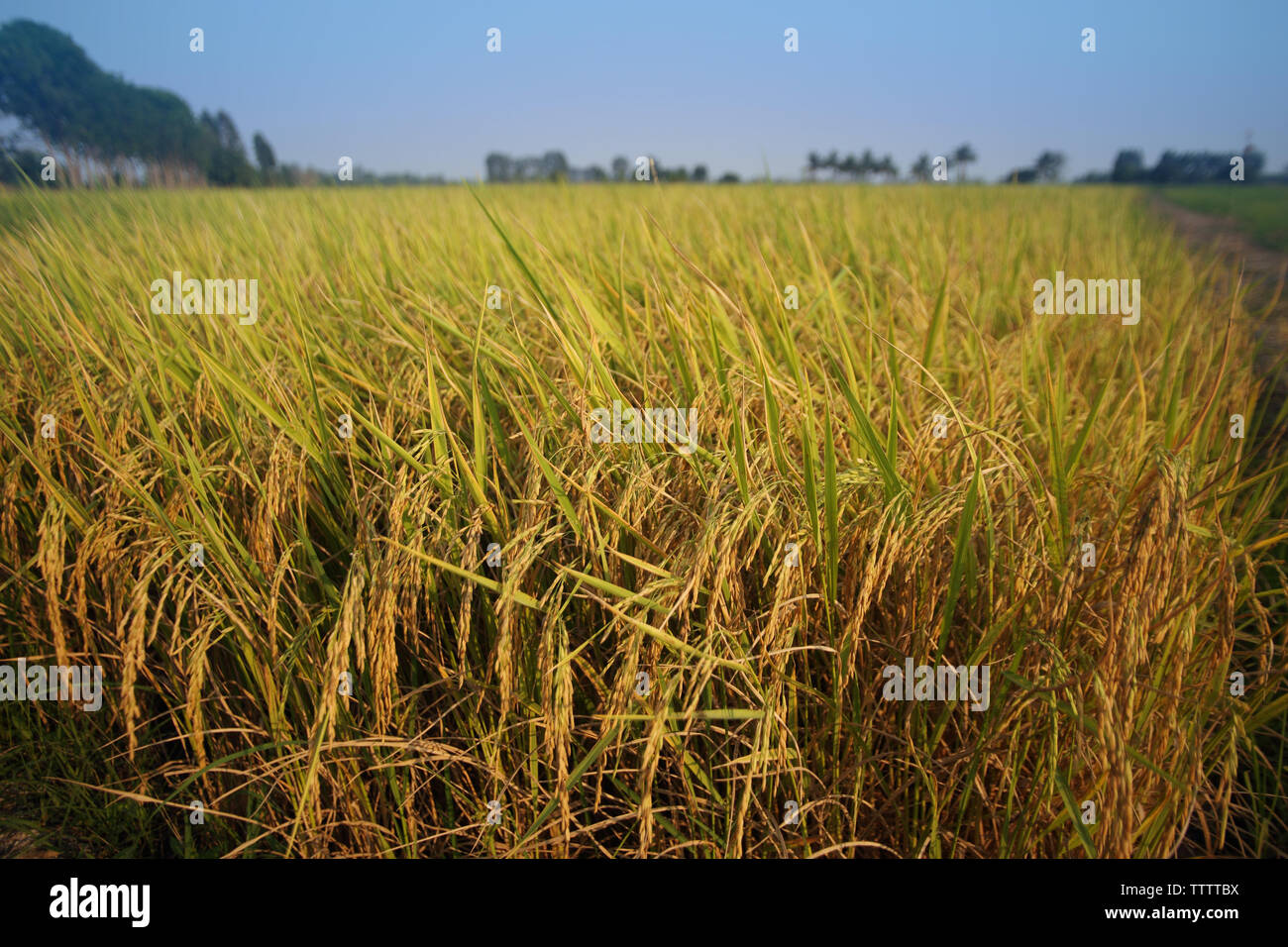 close up ripped rice seed. gold yellow color rice in a wet paddy ...