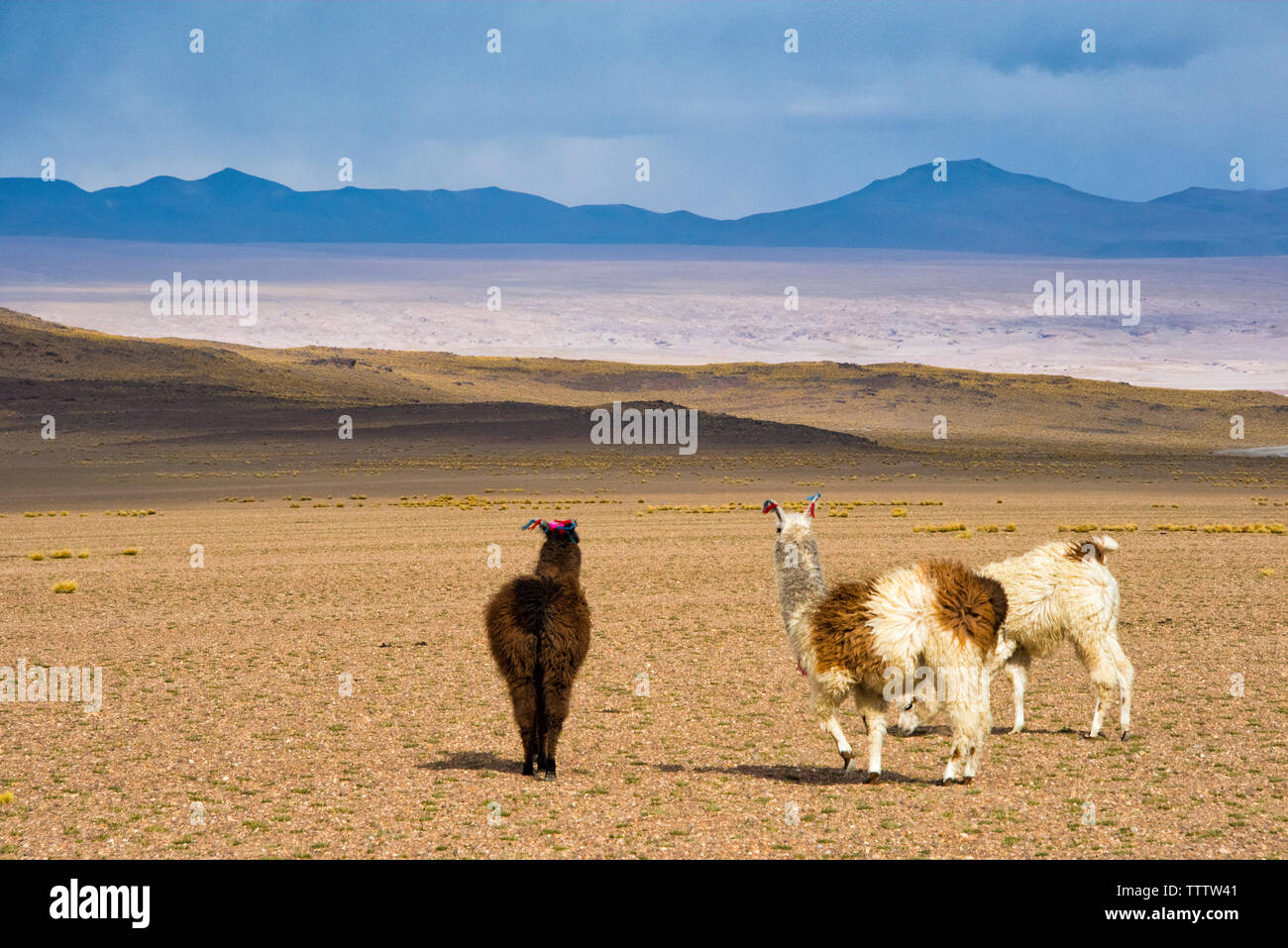 Alpacas on the shore of Laguna Colorada with Andes Mountain, Eduardo ...