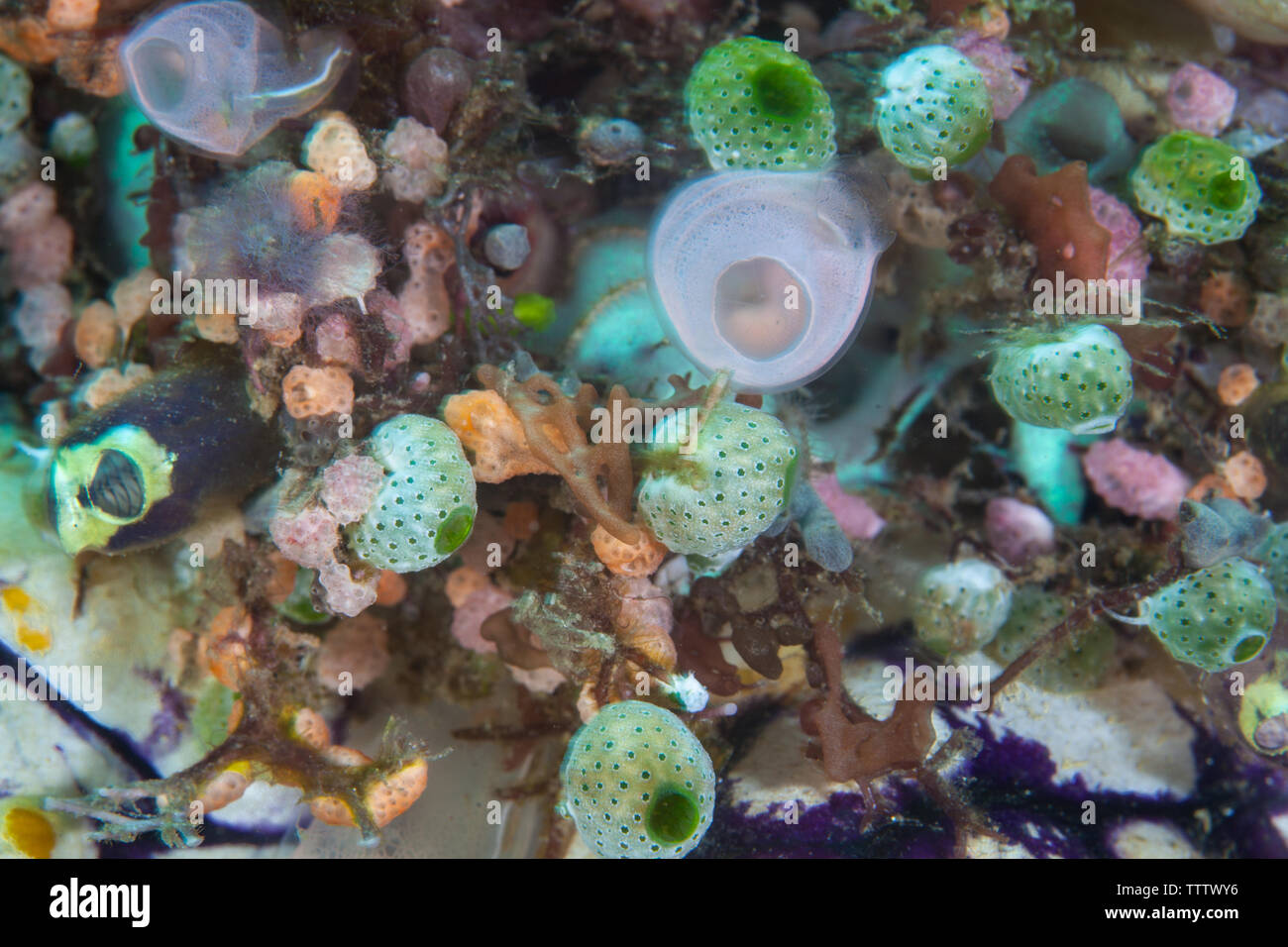 A diverse and colorful collection of small tunicates grow on a coral ...