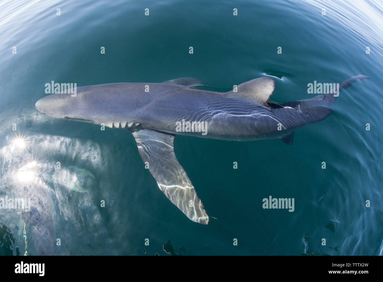 A sleek Blue shark, Prionace glauca, swims in the sunlit, temperate ...
