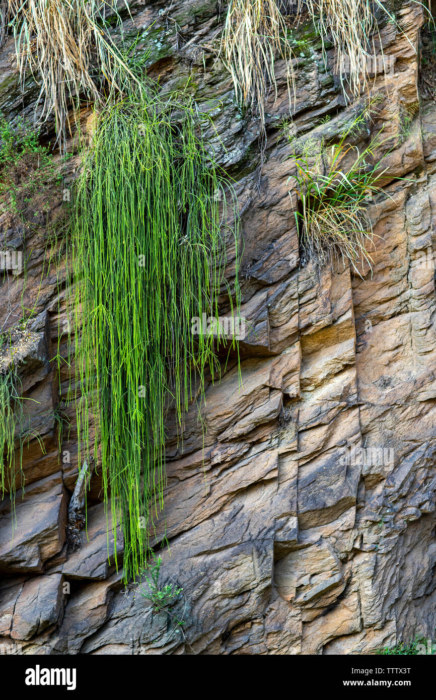Green plants growing in the rocks. Plants in rocks. Rough Stone ...