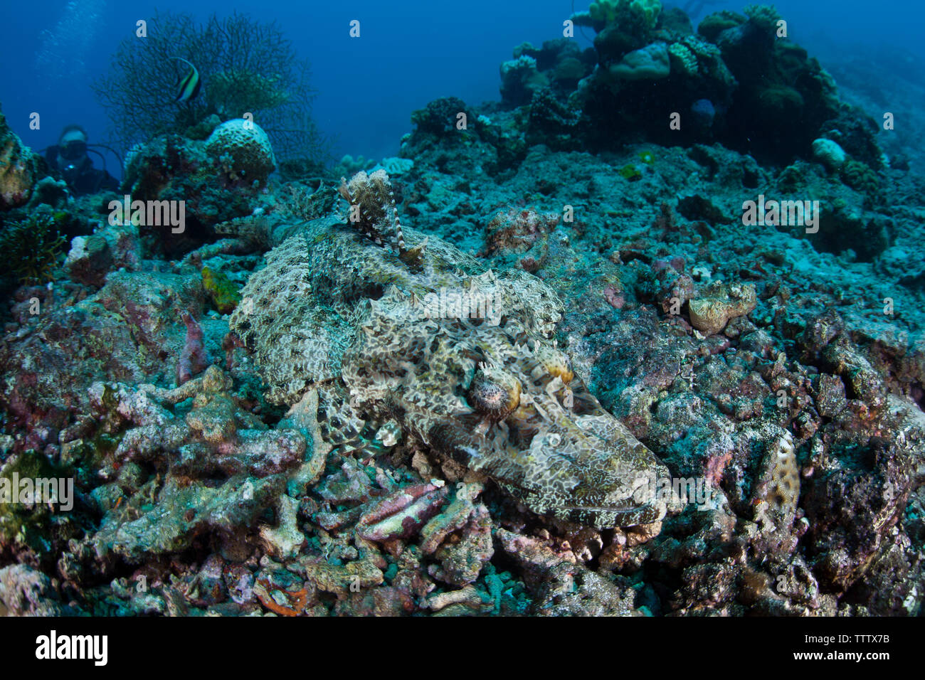 A large crocodilefish, Cymbacephalus beauforti, lays on a coral reef in ...