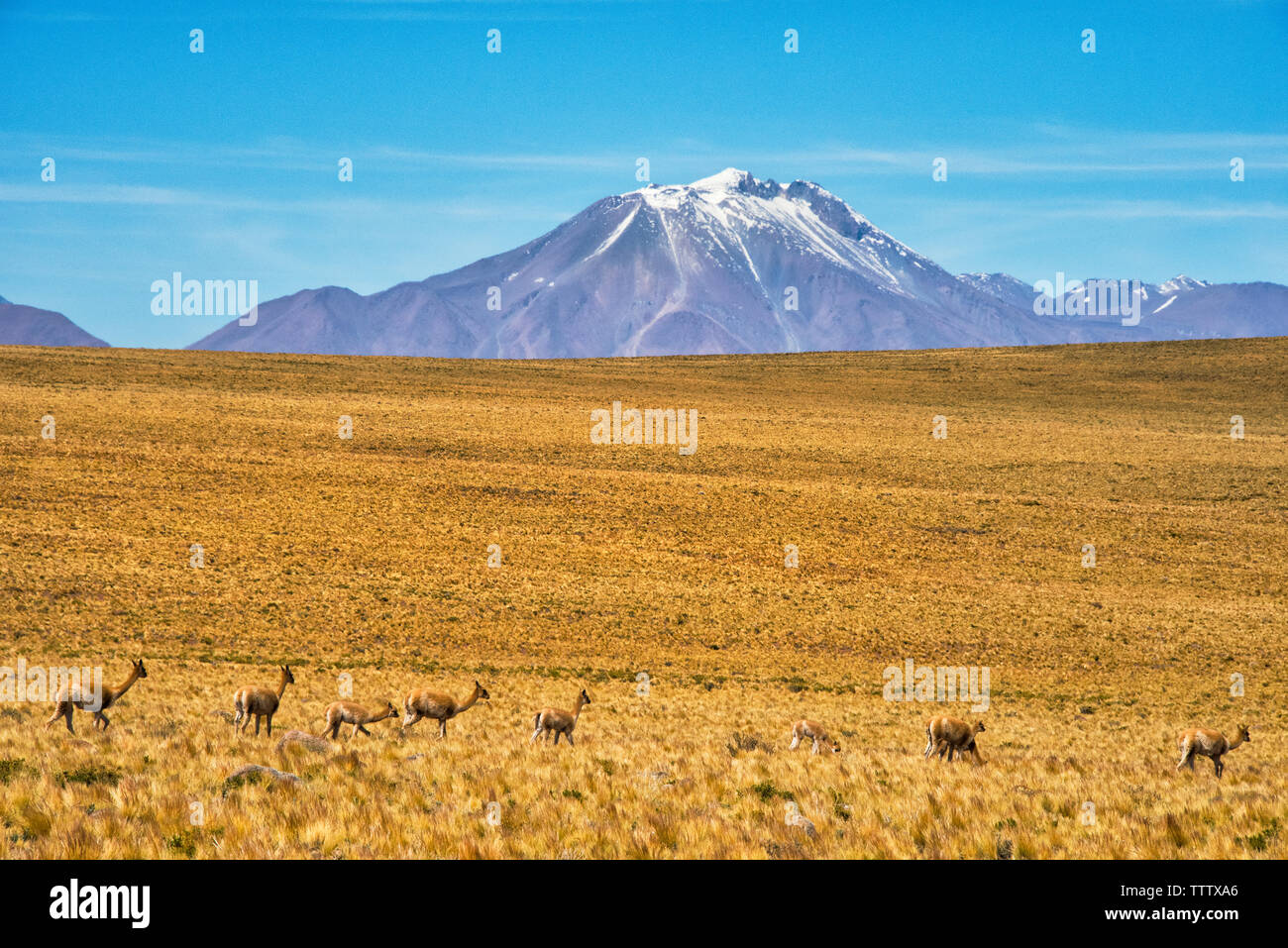Chile san pedro de atacama hi-res stock photography and images - Alamy