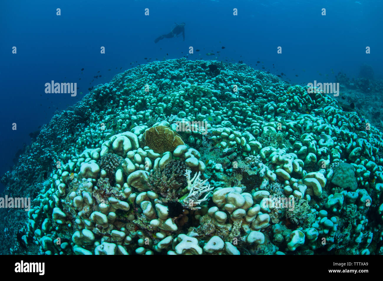 Warming temperature habitat hi-res stock photography and images - Alamy