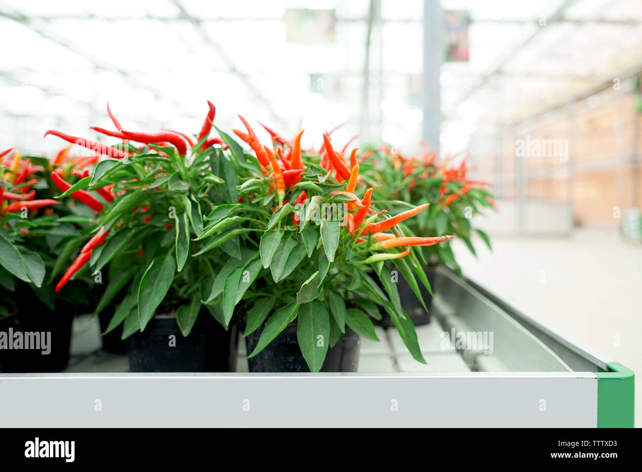Hot chili peppers in pots Stock Photo - Alamy
