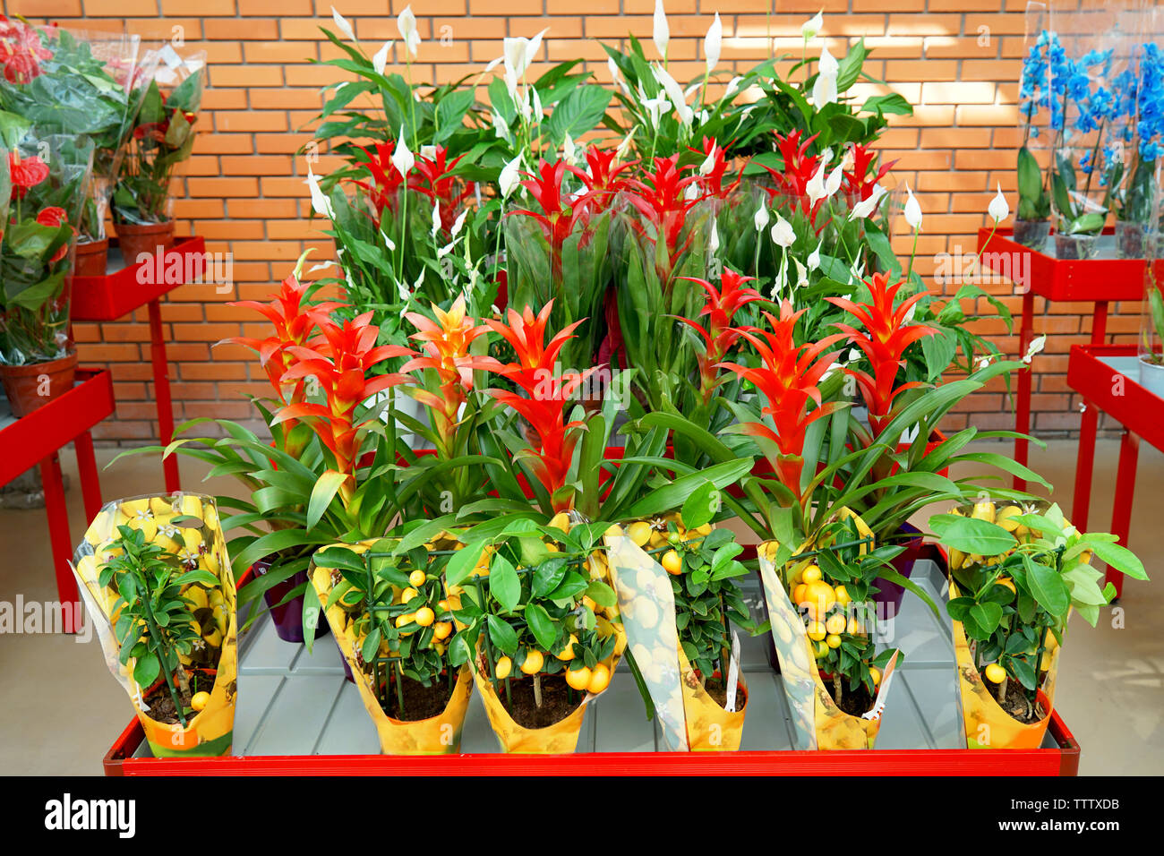 Beautiful flowers in pots near shop Stock Photo - Alamy