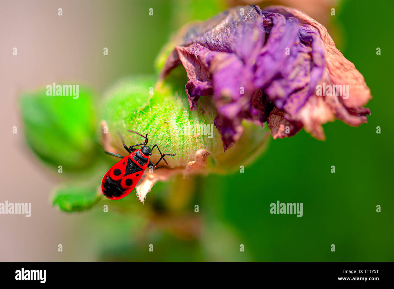Withering flower hi-res stock photography and images - Alamy