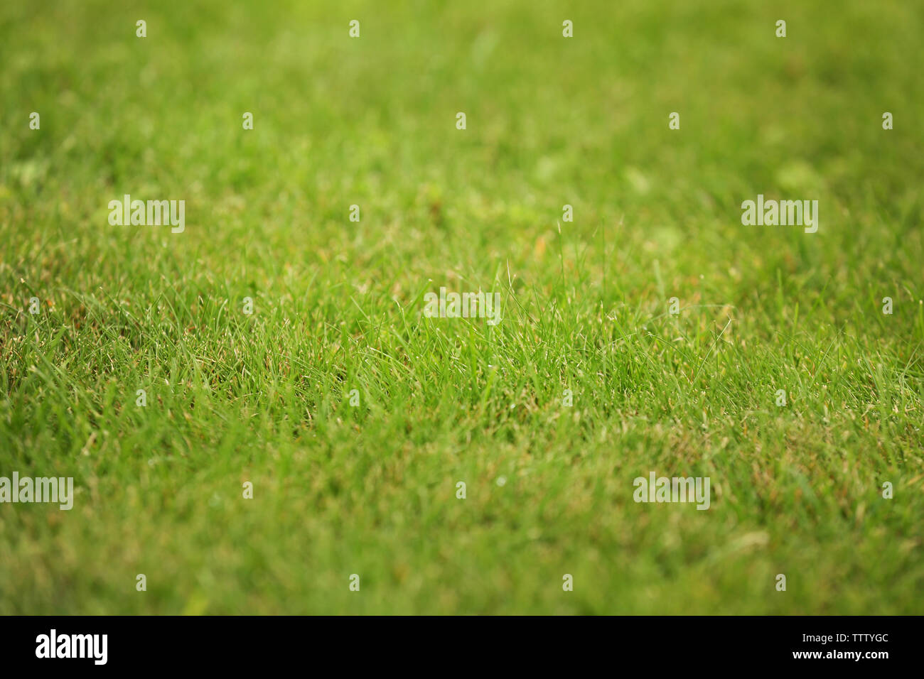 Green grass lawn for background Stock Photo - Alamy