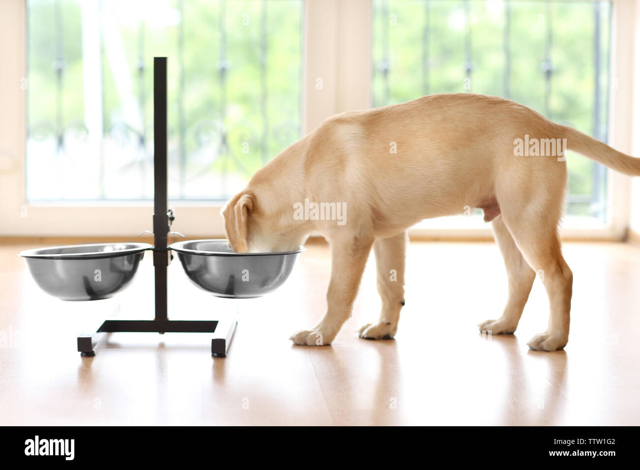 Lab Dog Eating High Resolution Stock Photography and Images - Alamy