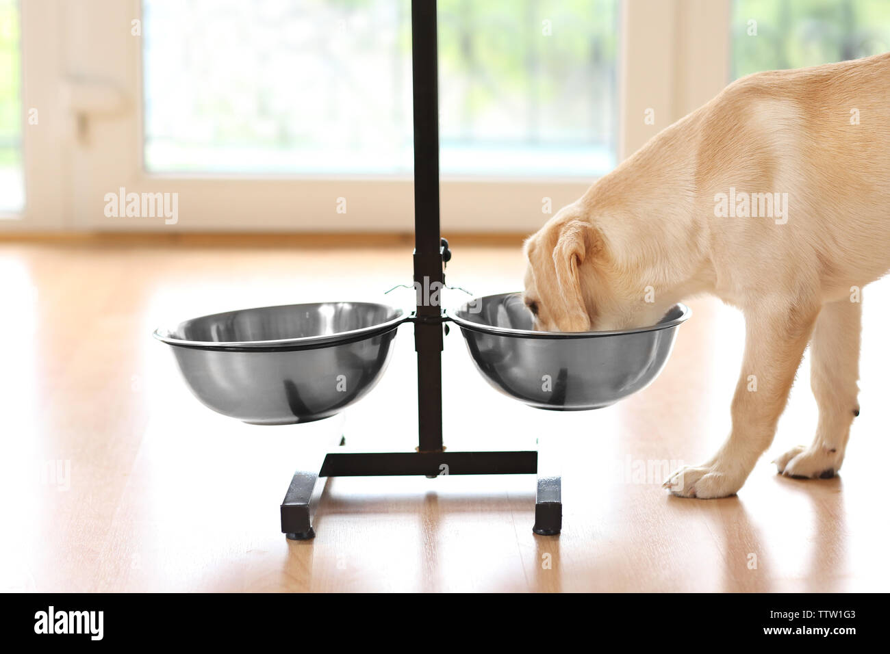 Labrador eat from metal hi-res stock photography and images - Alamy