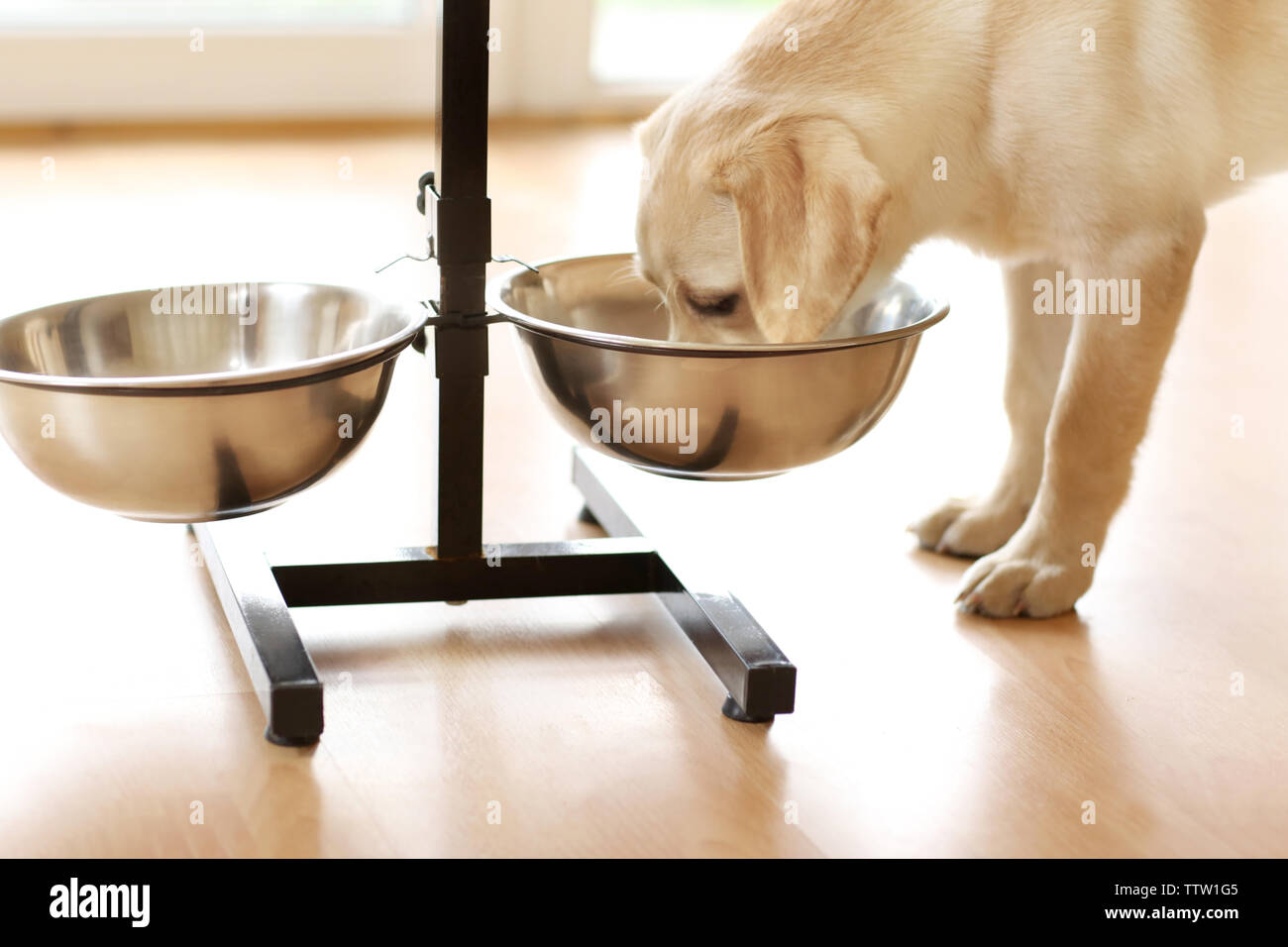 Labrador eating dog bowl hi-res stock photography and images - Alamy