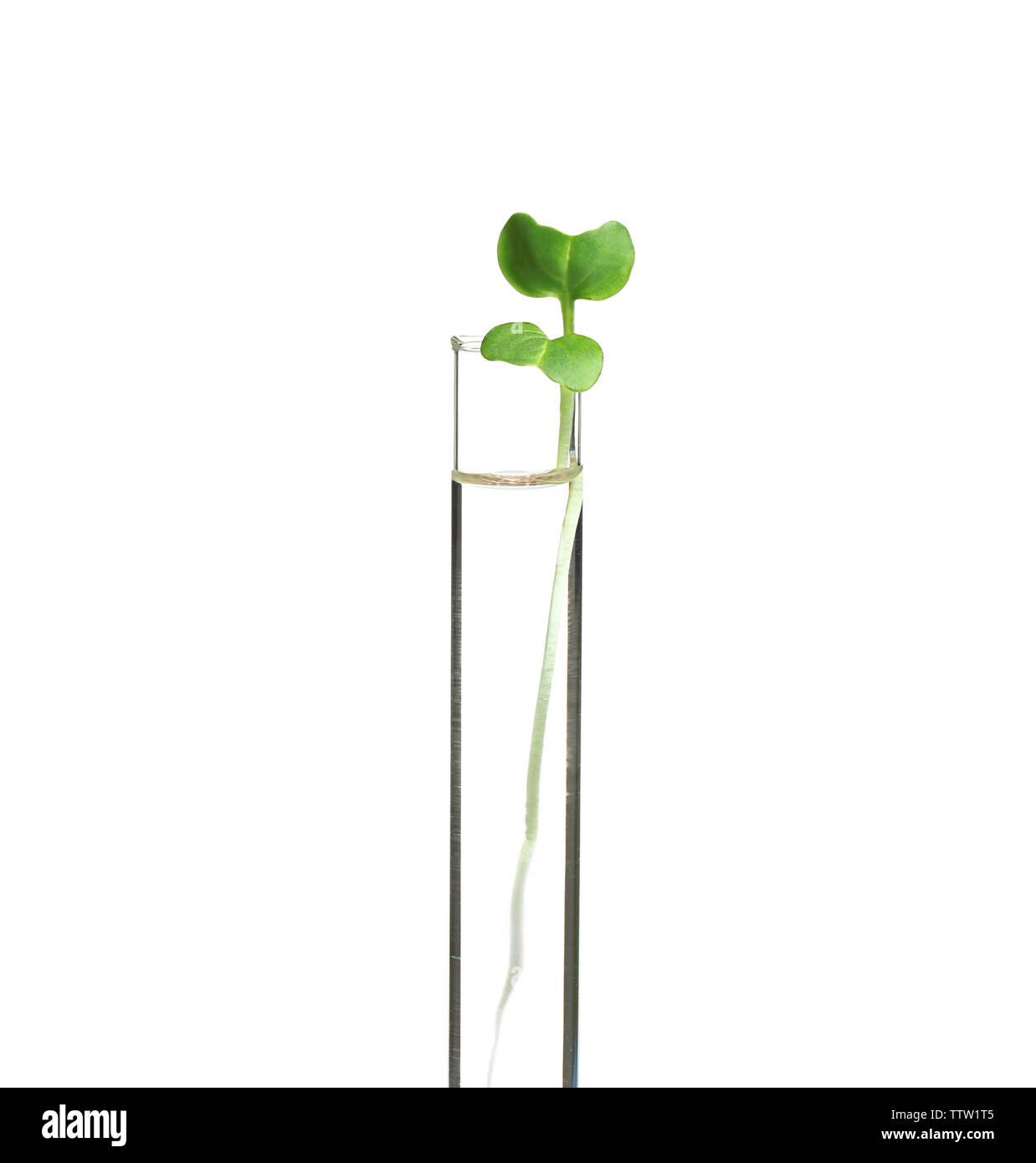 Plant in test tube isolated on white Stock Photo - Alamy