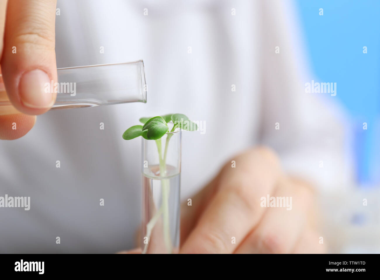 Female hand pouring water into test tube with plant Stock Photo - Alamy