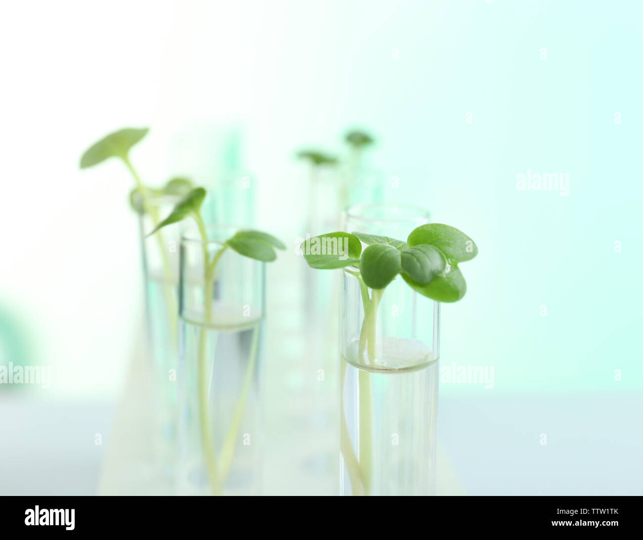 Plants in test tubes on light background Stock Photo - Alamy