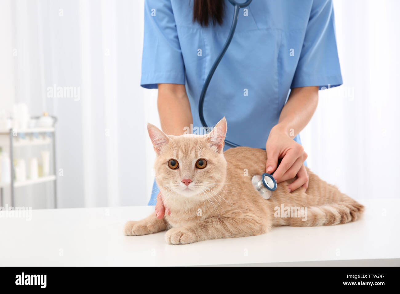 Veterinarian examining cat with stethoscope in clinic Stock Photo - Alamy
