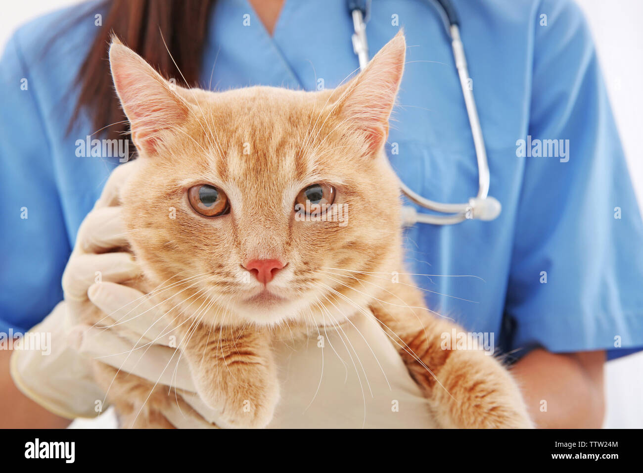 Vet examining tabby cat hi-res stock photography and images - Alamy