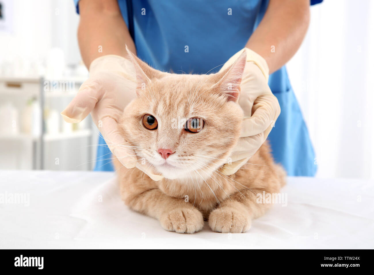 Vet examining tabby cat hi-res stock photography and images - Alamy