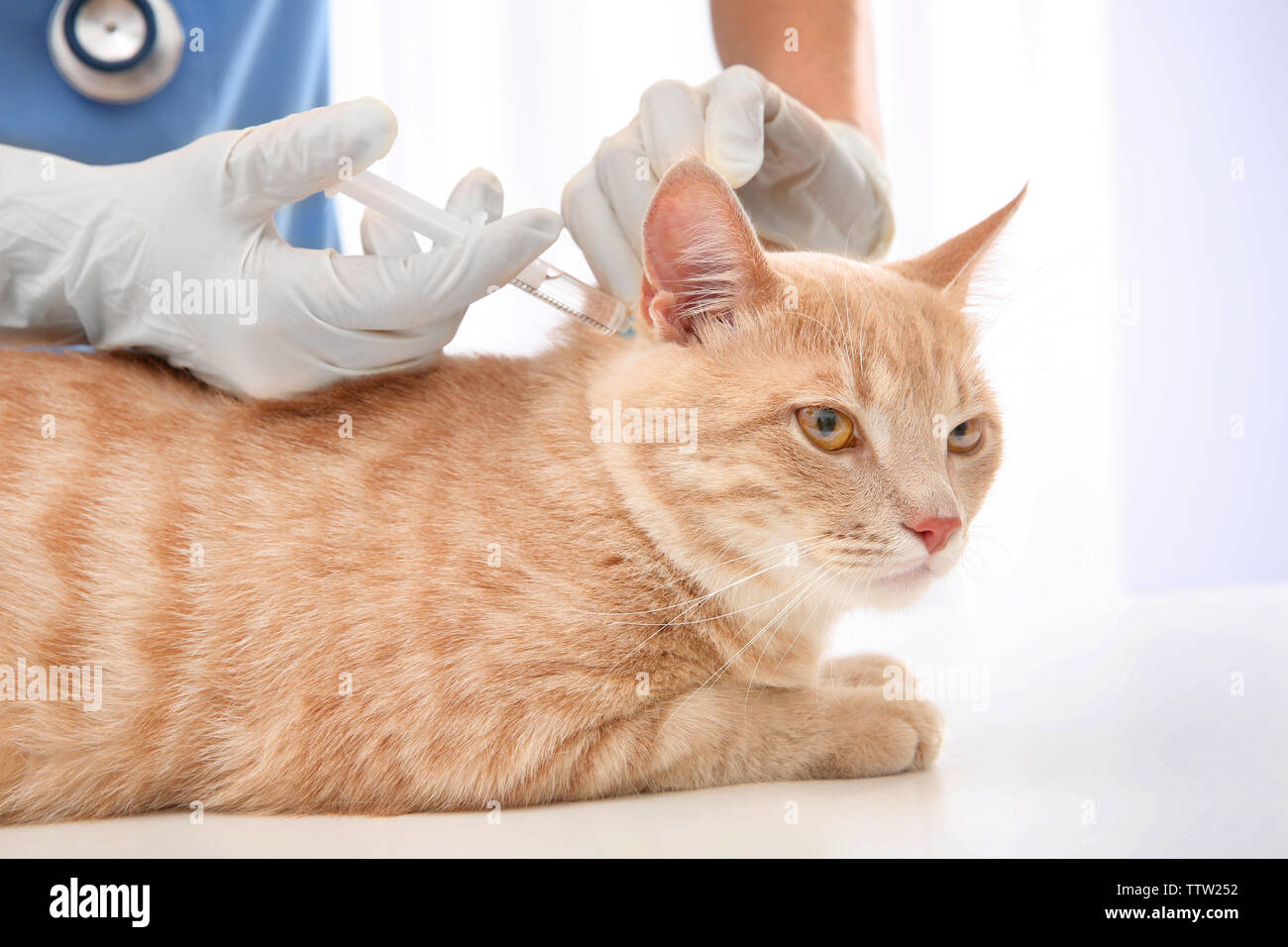 Veterinarian giving injection to red cat Stock Photo - Alamy