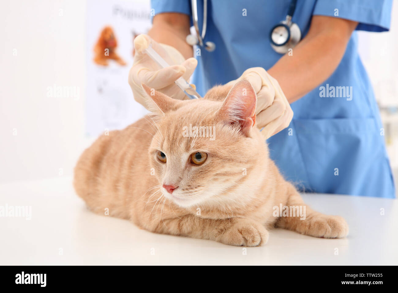 Cat injection white hi-res stock photography and images - Alamy
