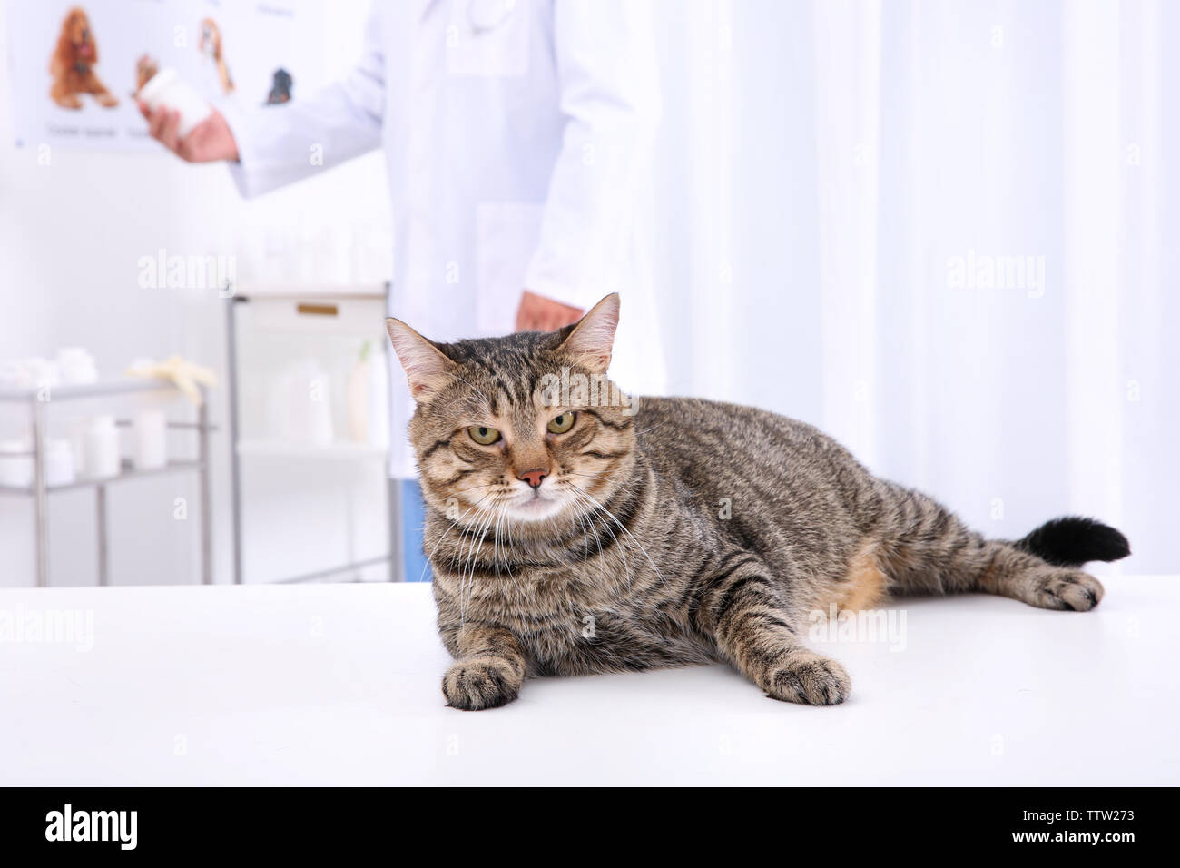 Tabby cat on table in vet clinic Stock Photo - Alamy