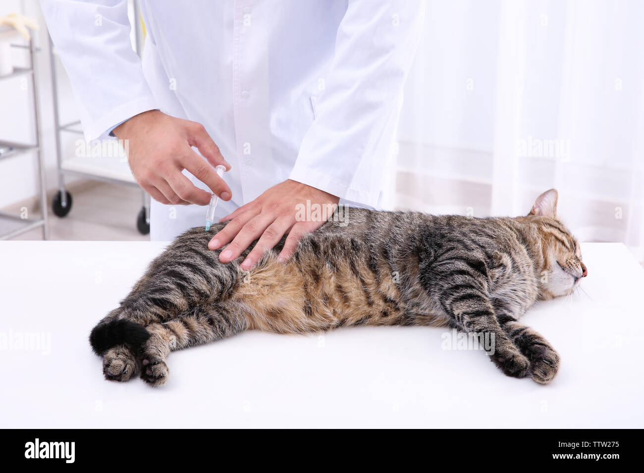 Veterinarian giving injection to tabby cat Stock Photo - Alamy