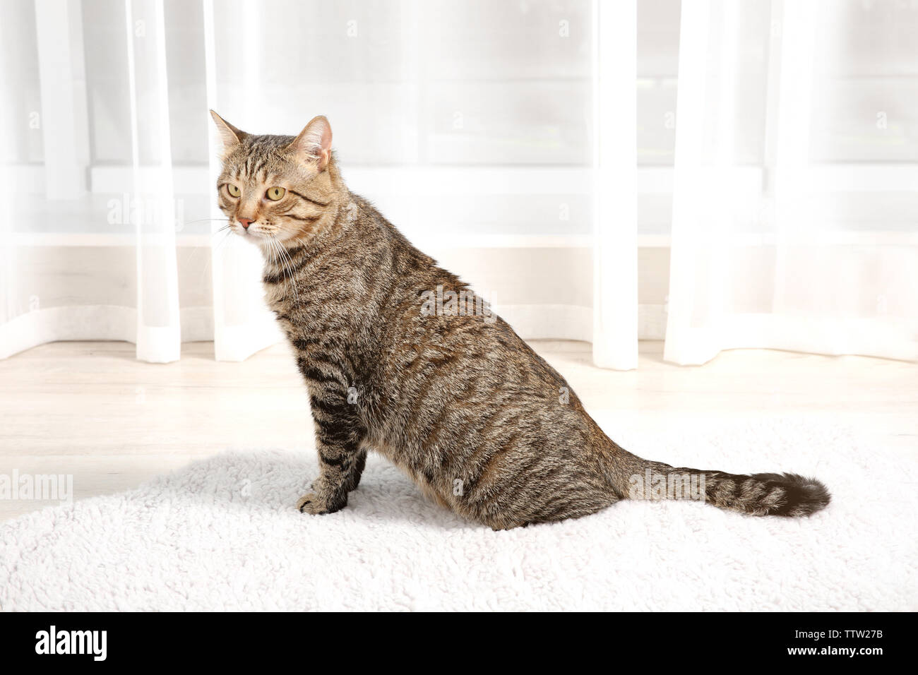 Tabby cat sitting on white rug Stock Photo - Alamy