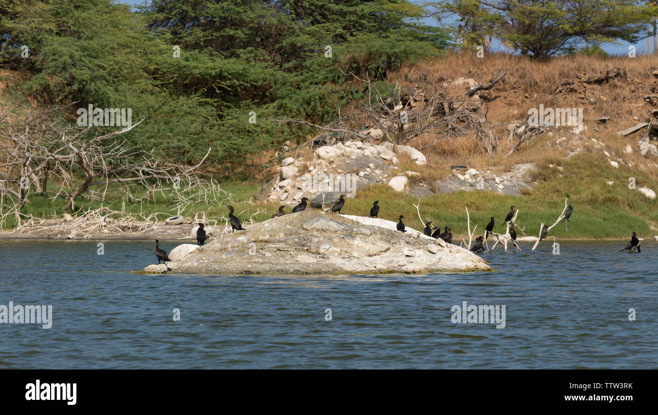 Dam di moko hi-res stock photography and images - Alamy