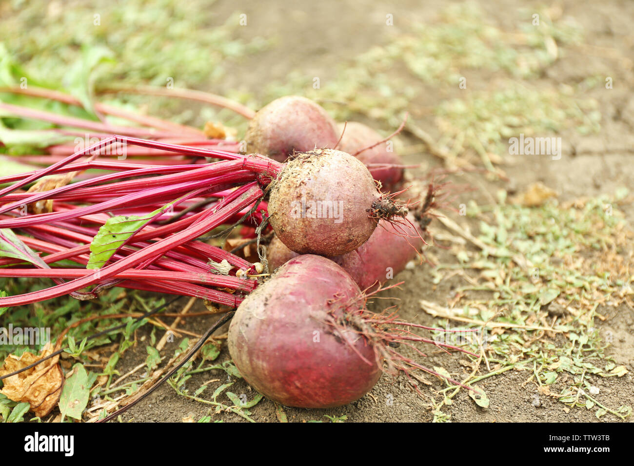 Raw beets lying on the ground in garden Stock Photo - Alamy