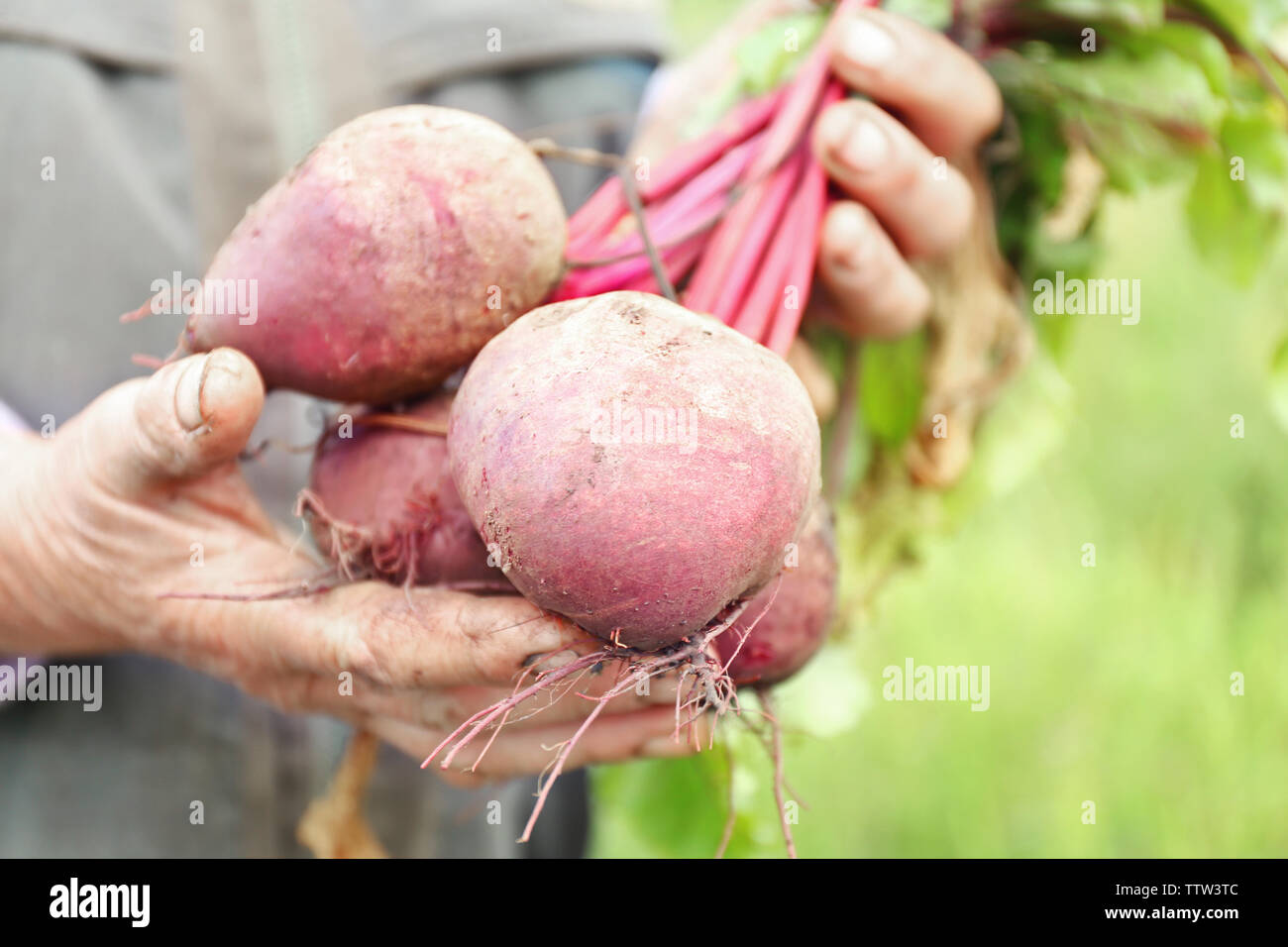 Freshly picked beetroots in old hands Stock Photo - Alamy