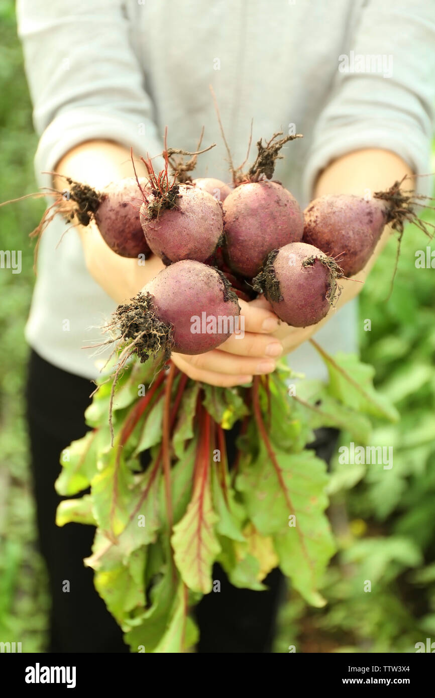 Freshly picked garden beets hi-res stock photography and images - Alamy