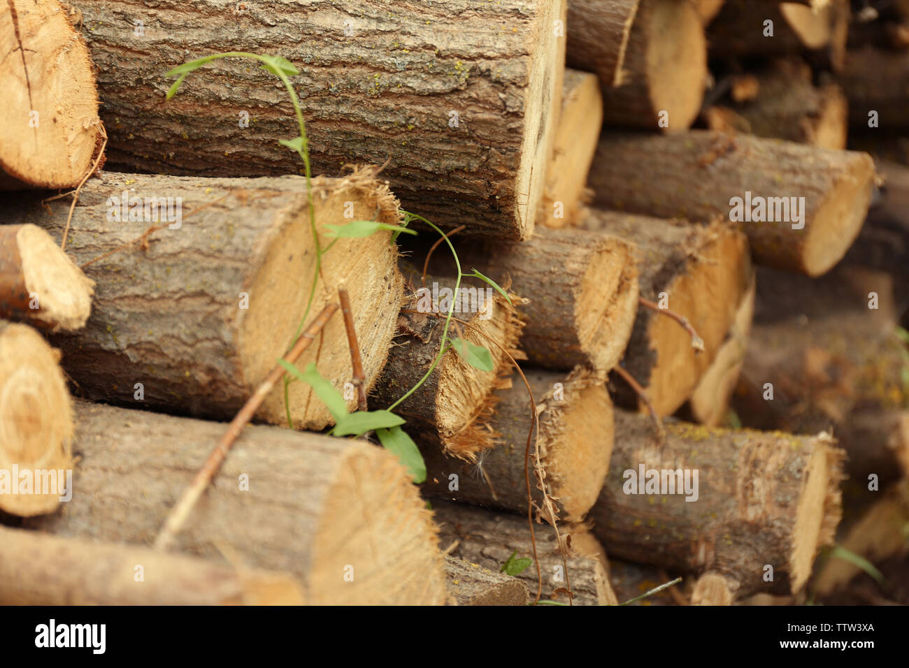 Wooden logs outdoor Stock Photo - Alamy