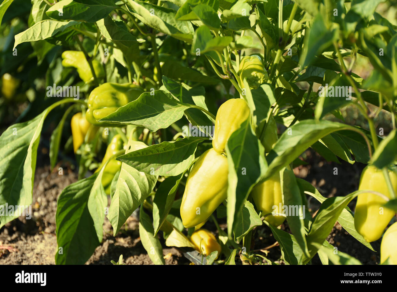 Bell peppers growing hi-res stock photography and images - Alamy