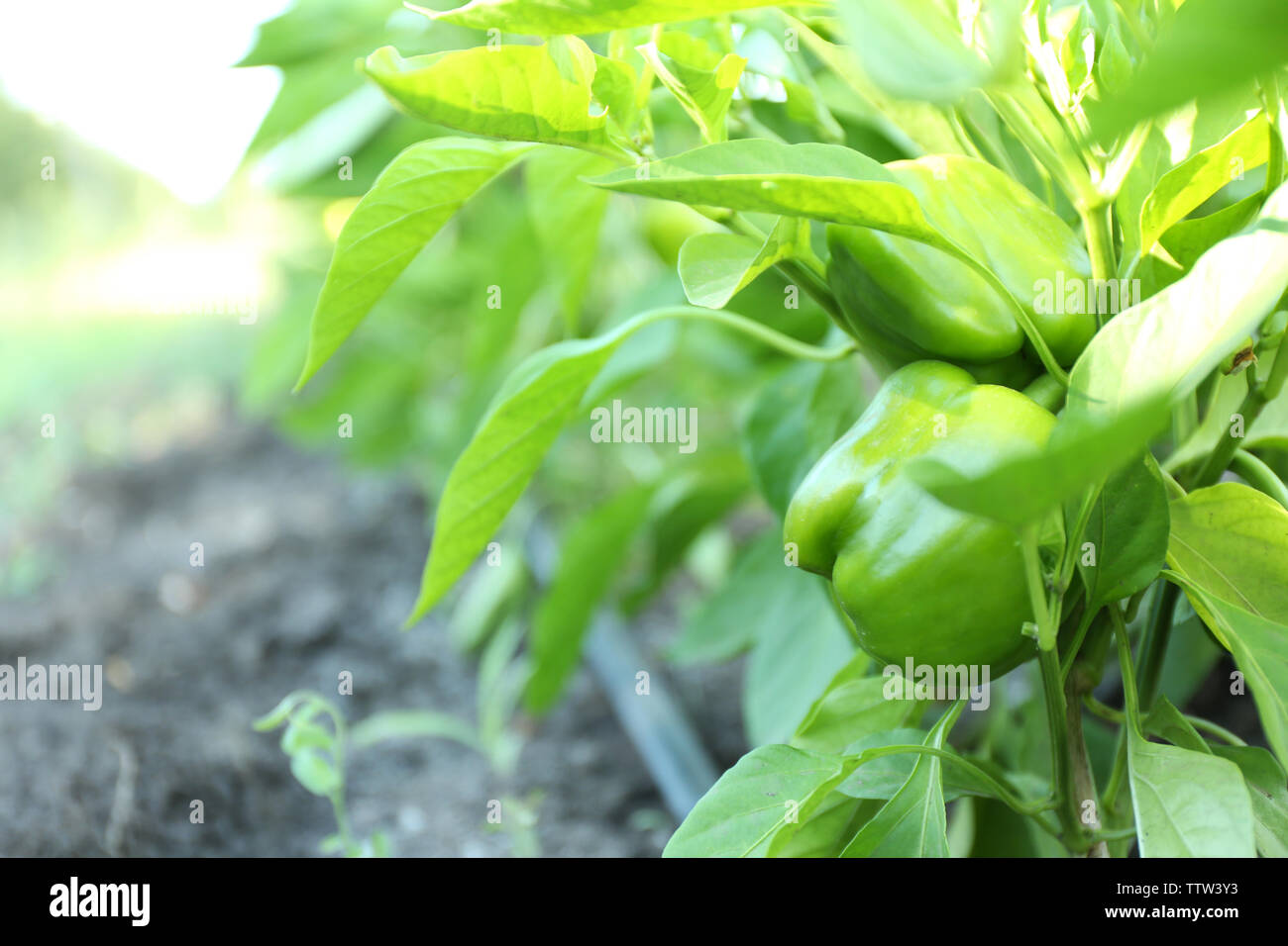 Bell peppers growing hi-res stock photography and images - Alamy