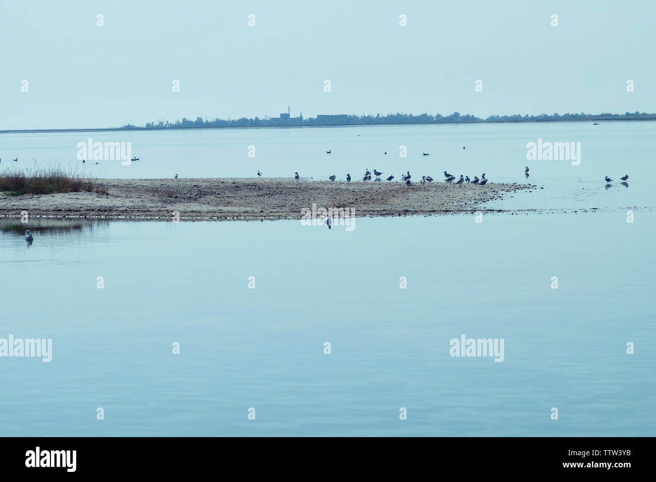 Birds on calm water hi-res stock photography and images - Alamy