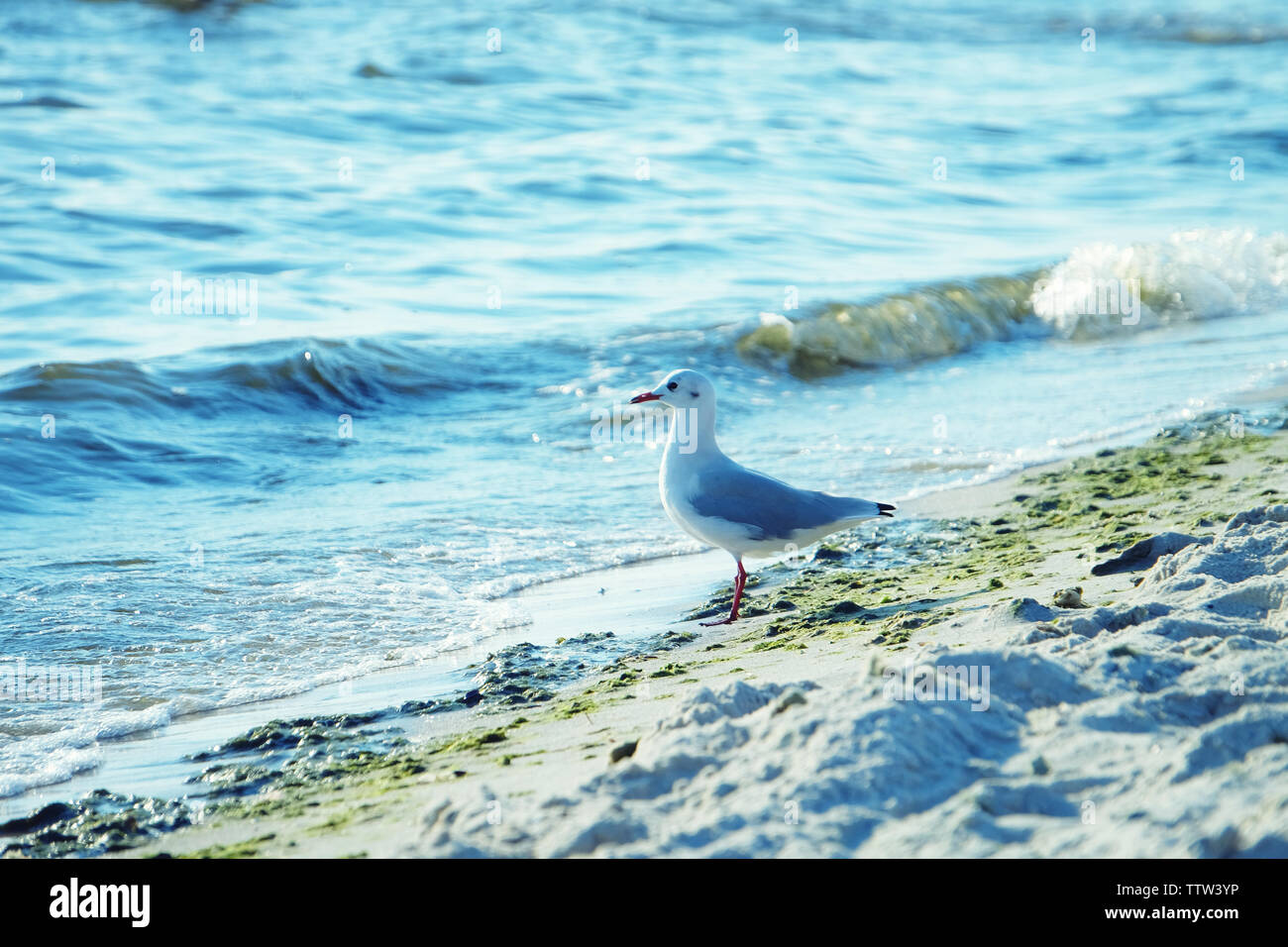 Seagull on the beach Stock Photo - Alamy