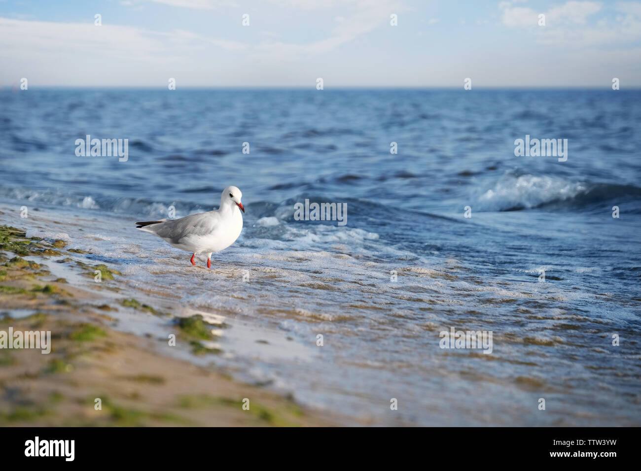Seagull on the beach Stock Photo - Alamy