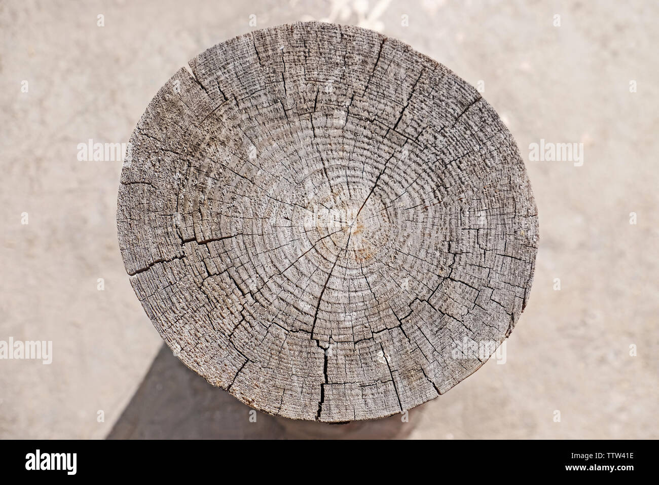 Cross section of tree trunk outdoor Stock Photo - Alamy