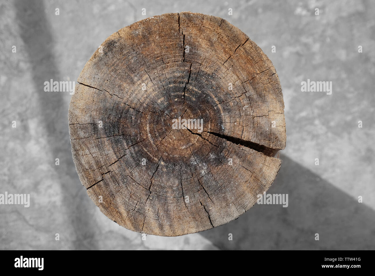 Cross section of tree trunk outdoor Stock Photo - Alamy
