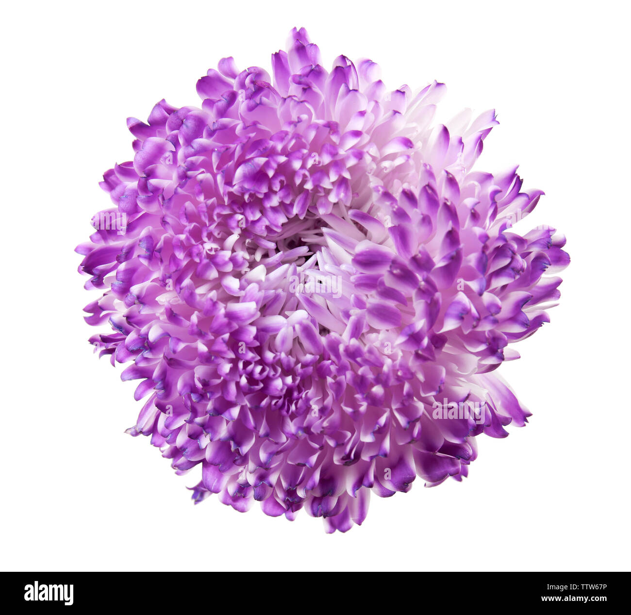 Beautiful violet flower, isolated on white Stock Photo - Alamy